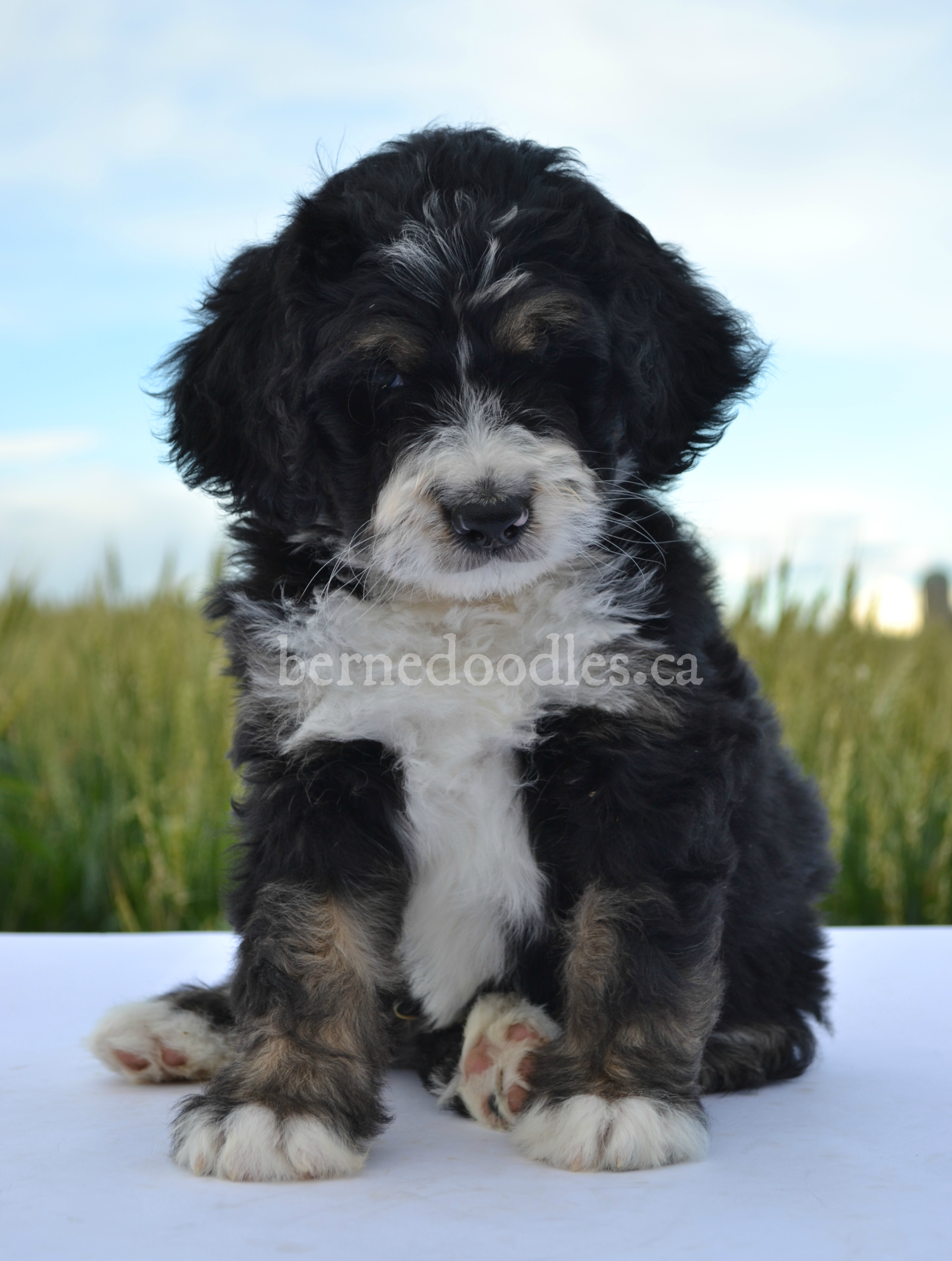 Summer's F1 Standard Bernedoodle Puppies | Willow Brooke Bernedoodles ...